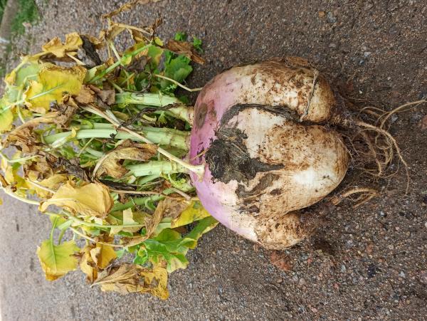 Que grande nabo | Mensageiro de Bragança